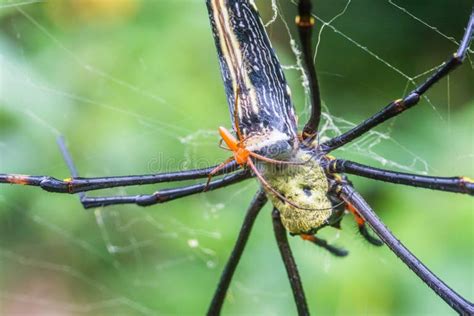 Giant Orb Web Spiders Are Having Sex Stock Image Image Of Rong
