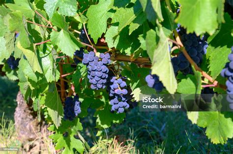 유라 프랑스 지역의 언덕에 위치한 녹색 포도원 붉은 피노 누아 찜기 또는 Trousseau 포도 수확 할 준비가 된 레드 와인과 화이트 와인 프랑스 0명에 대한 스톡 사진