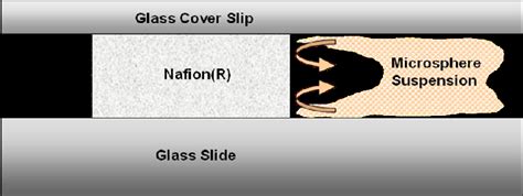 Schematic Of Cross Section Of Microscope Slide Samples Indicating The Download Scientific