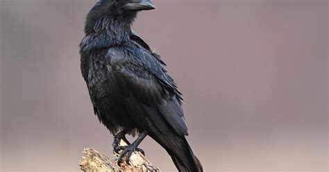 Raven Vs Crow What Are The Differences Bird Fact