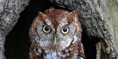 Dsa Series Part 1 Arrays Dev Community