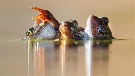 British Wildlife Photography Awards This Years Winning Pictures Uk