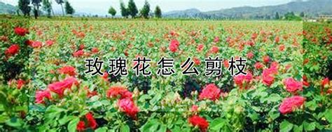玫瑰花怎么剪枝 发财农业网