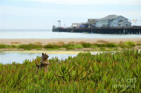 Gopher On The Beach Photograph By Brenda Kean Fine Art America