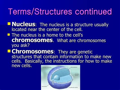 Ppt Cell Structure And Function Powerpoint Presentation