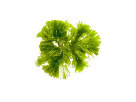 海藻粉 陕西泽朗生物科技有限公司
