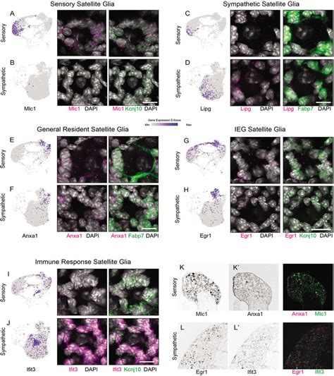 Histological Validation Of Satellite Glial Cell Type Markers Download