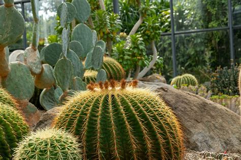 Cactus Garden Various Types Of Beautiful Cacti Exotic Cactus Collection