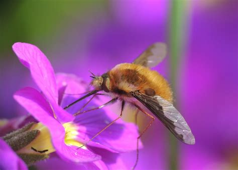 Bee Hovering Same Spot Small Hovering Bee Anthophora Californica