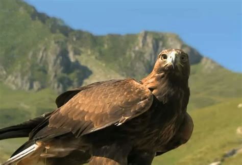 Eagles Of Arizona 2 Species With Pictures Wild Bird World
