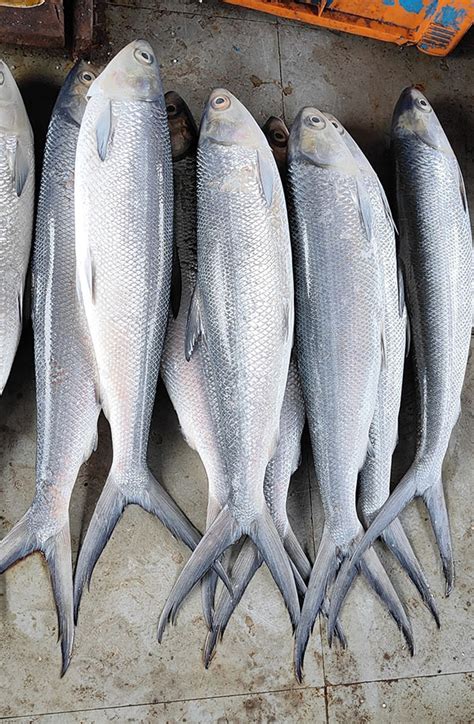 압치목gonorynchiformes Milkfishes