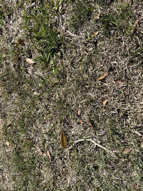 Quackgrass Lawn