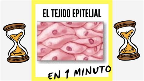 Descubre Los Secretos Del Tejido Epitelial En Sólo 5 Minutos