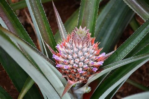 How To Grow Pineapple The Complete Step By Step Guide Envynature