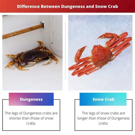 Dungeness Vs Snow Crab Difference And Comparison
