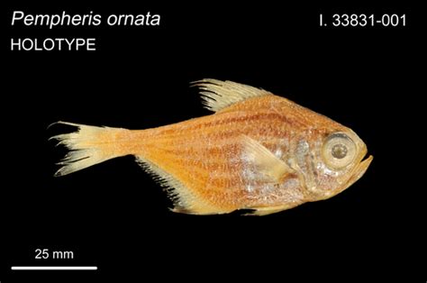Pempheridae