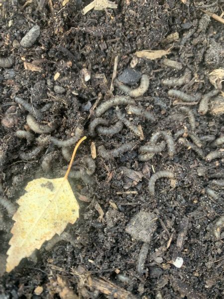 What Sort Of Larvae Are These In My Soil Pic Mumsnet