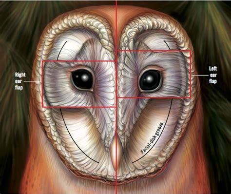 Owls Chugleys Chatter