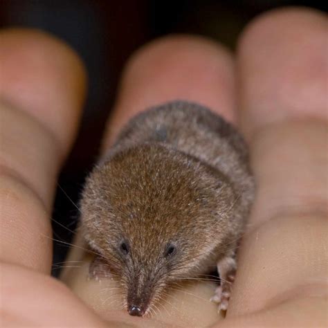 Tiny Mammal Discovered In Ethiopia Its A New Species