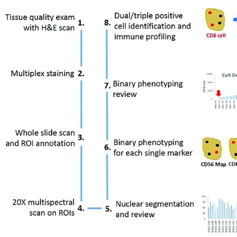 Schematic Overview Of Multiplexed Immunofluorescence Mif Workflow Download Scientific