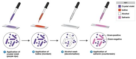 Gram Staining Principle Procedure Interpretation And Animation Laboratoryinfo Com