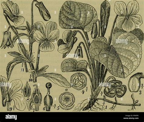 This Botanical Work Offers A Systematic Guide To Pharmaceutical And