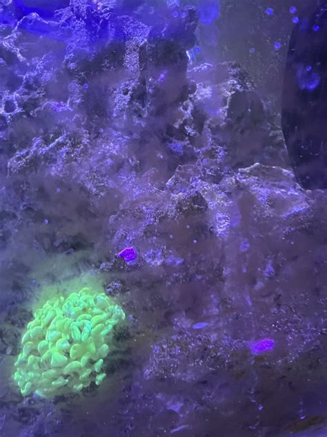 Coralline Algae Reef2reef