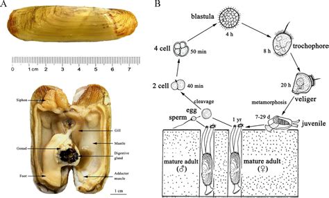 Anatomy Of A Razor Clam A Guide To Clam Types And What To Do With Them