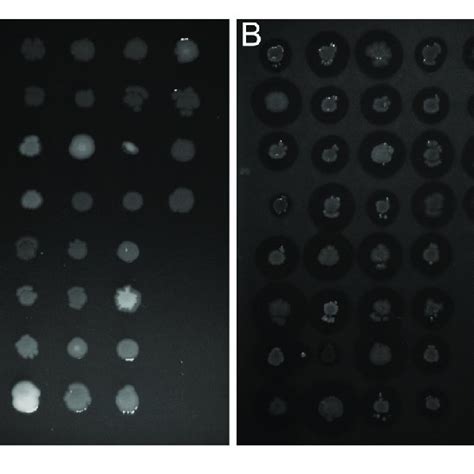 Drop Plate Assay For Bacterial Chemotaxis Pictures Of Bacterial