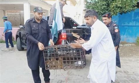 Baby Monkeys 8 Month Old Black Bear Recovered In Raid At House In KPs