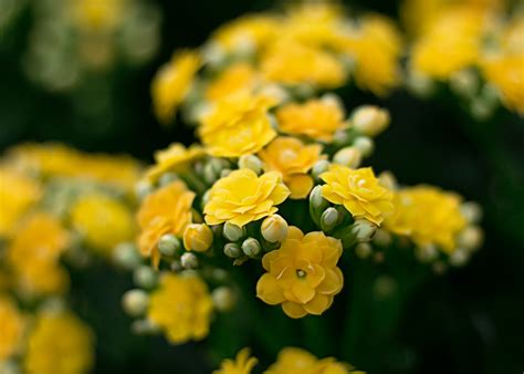 Yellow Flowers Free Images