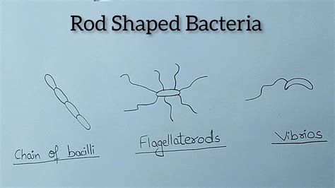 Bacilli Diagram