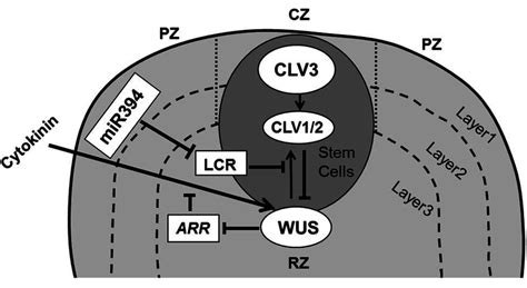 Maintenance Of Stem Cells In Shoot Apical Meristem The Sam Is
