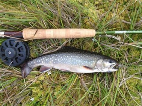 What Do Brook Trout Eat Favorite Prey And Baits