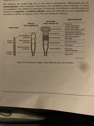 Bisc 163 Lab Practical 2 Flashcards Quizlet