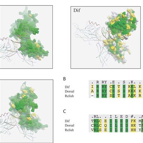 Conservation Of Amino Acid Residues Involved In Dna Recognition And Download Scientific Diagram