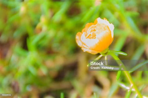 아름 다운 노란 Portulaca 올레라케아 꽃 또한 일반적인 쇠비름 Verdolaga 작은 Hogweed 빨간 루트 또는 Pursley 0명에 대한 스톡 사진 및 기타