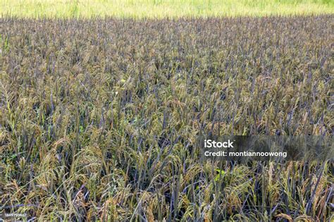 나무 근처에 다양한 종류의 벼의 이삭이 가득한 논을 클로즈업한 배경 0명에 대한 스톡 사진 및 기타 이미지 0명 Rice Paddy Art 가로수 Istock