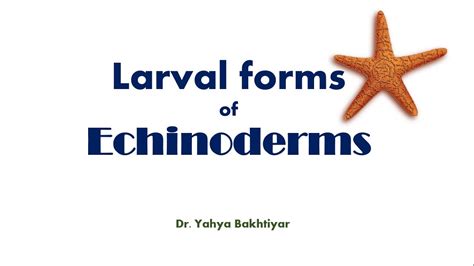 8 Larval Forms Of Echinoderms Larvae Of Echinodermata Youtube