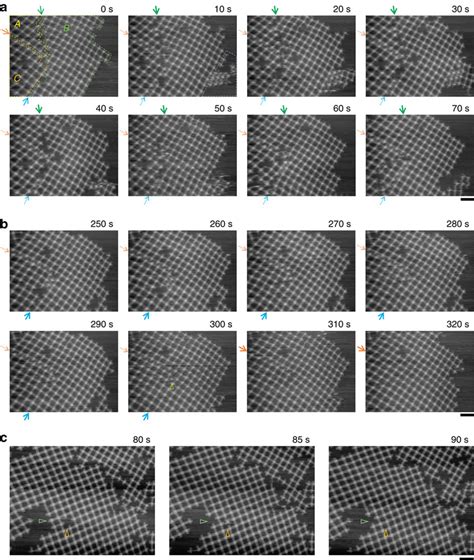 Processes Of Lattice Formation Time Lapse Images Of Growing Lattices Download Scientific