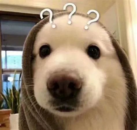 狗狗裹着毛巾一脸疑惑，头上问号尽显呆萌可爱 Wechat表情包表情包图片动图 求表情网 斗图从此不求人