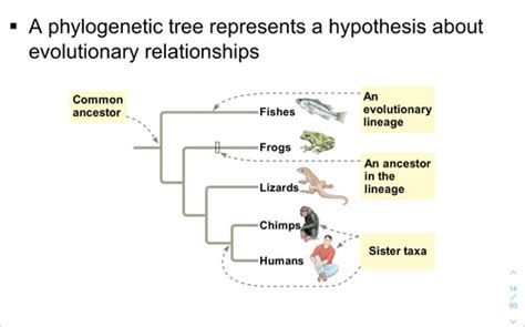 Phylogeny And The Tree Of Life Chapter 26 Flashcards Quizlet