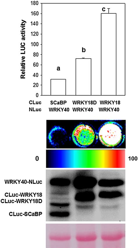 Figure 4 From Firefly Luciferase Complementation Imaging Assay For