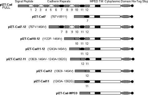 Diagram Of Truncated Bt R 1a Cadherin Ectodomains Expressed On The