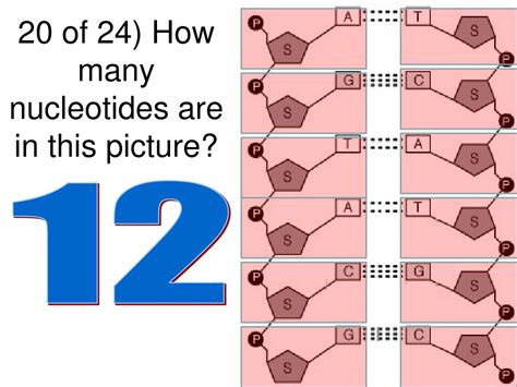 Ppt Dna Challenge Powerpoint Presentation Free Download Id3968447