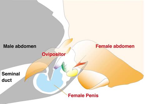 In Photos Cave Insects With Sex Reversed Genitals Live Science