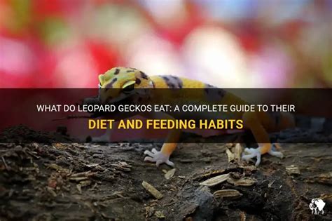 What Do Leopard Geckos Eat A Complete Guide To Their Diet And Feeding