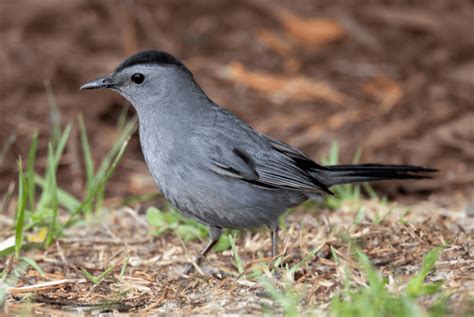 Grey And Black Birds Global Birding Initiative