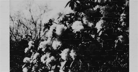 꽃과 나무의 흑인과 백인 사진 사진 Unsplash의 꽃 이미지