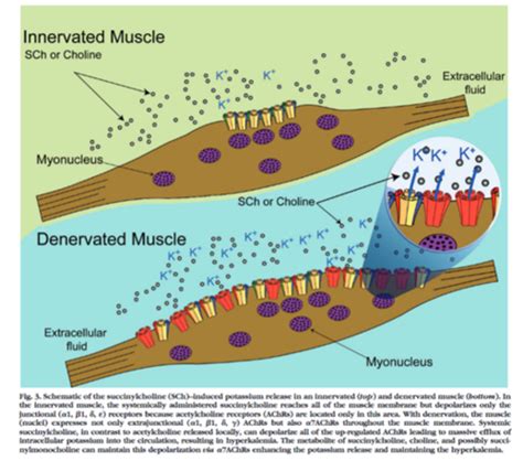Potassium And Cardioplegia Flashcards Quizlet